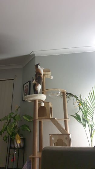 LivingFusion 190cm Ketch Cat Scratching Tree | Temple & Webster