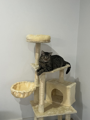 Oakleigh Home 130cm Fiadh Cat Scratching Tree | Temple & Webster