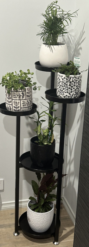 Oakleigh Home Triangular 5 Tier Steel Pot Plant Stand | Temple & Webster