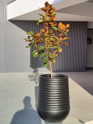 The Home Collective 2 Piece Ryker Stonelite Planter Set | Temple & Webster