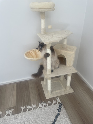 Oakleigh Home 130cm Fiadh Cat Scratching Tree | Temple & Webster