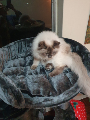 Kazoo 141cm Charcoal 4 Tier Cat Tree | Temple & Webster