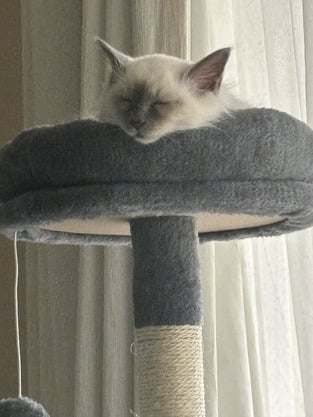 Oakleigh Home 130cm Fiadh Cat Scratching Tree | Temple & Webster