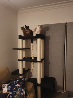 Kazoo 178cm Kitty Climb Cat Tree | Temple & Webster