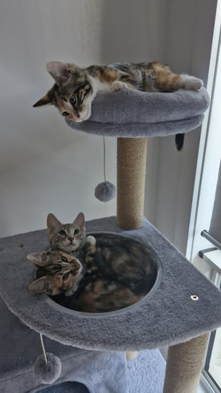 HoxtonRoom 141cm Luna Cat Tree | Temple & Webster