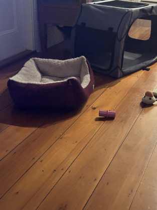 It'sBedTime Felicity Dozer Plush Pet Bed | Temple & Webster