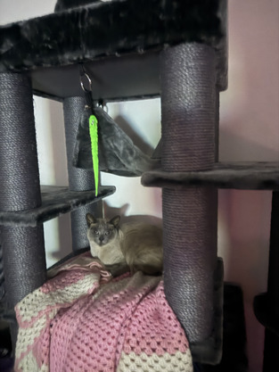 Kazoo 156cm Kitty Cubby Cat Tree | Temple & Webster