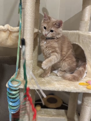 Oakleigh Home 130cm Fiadh Cat Scratching Tree | Temple & Webster