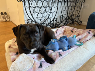 Temple & Webster Arlo Boucle Memory Foam Dog Bed