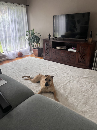 Network Rugs Cream Cleo Ultra Plush Machine Washable Rug | Temple & Webster