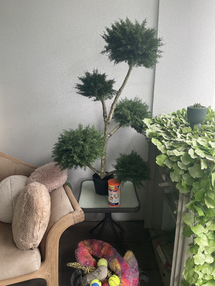 The Home Collective 120cm Green Potted Faux Cloud Pine Tree | Temple ...