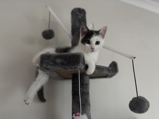 Oakleigh Home 210cm Denice Cat Scratching Tree | Temple & Webster